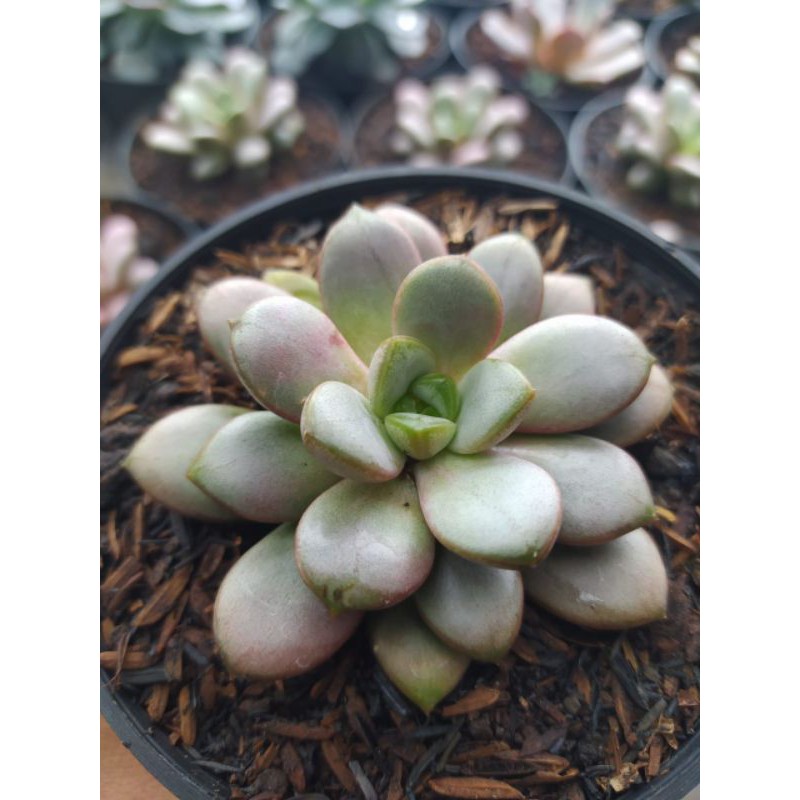 Jual Graptoveria Amethorum (capsule) | Shopee Indonesia