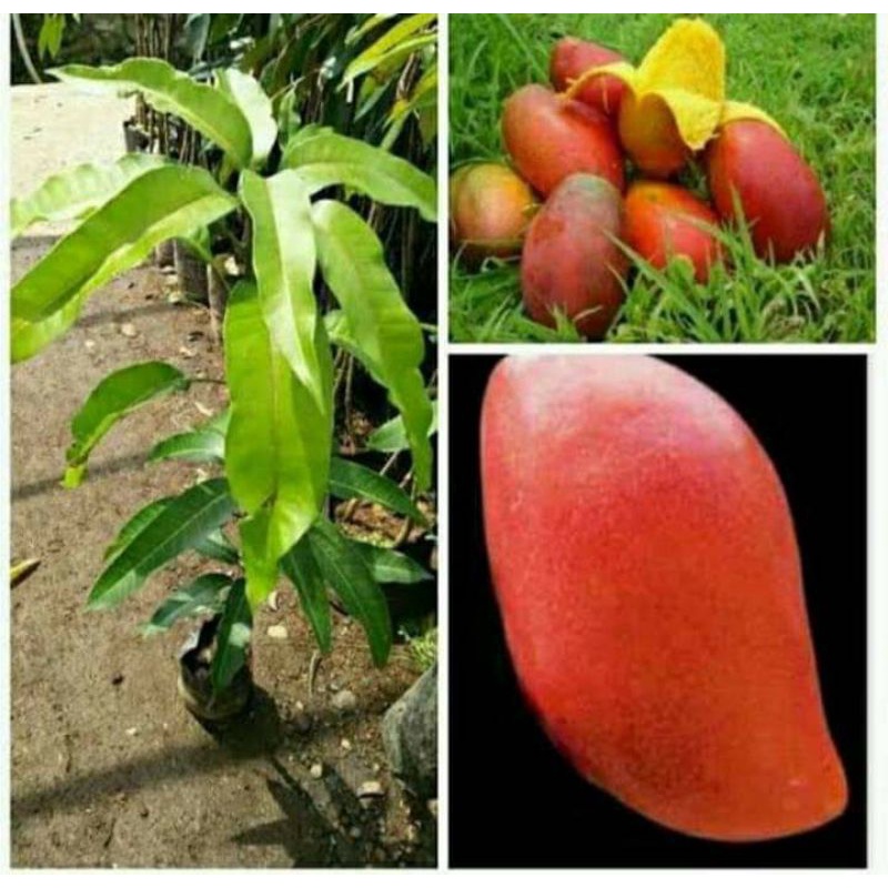 Jual bibit mangga red evory_tanaman buah mangga merah okulasi | Shopee ...