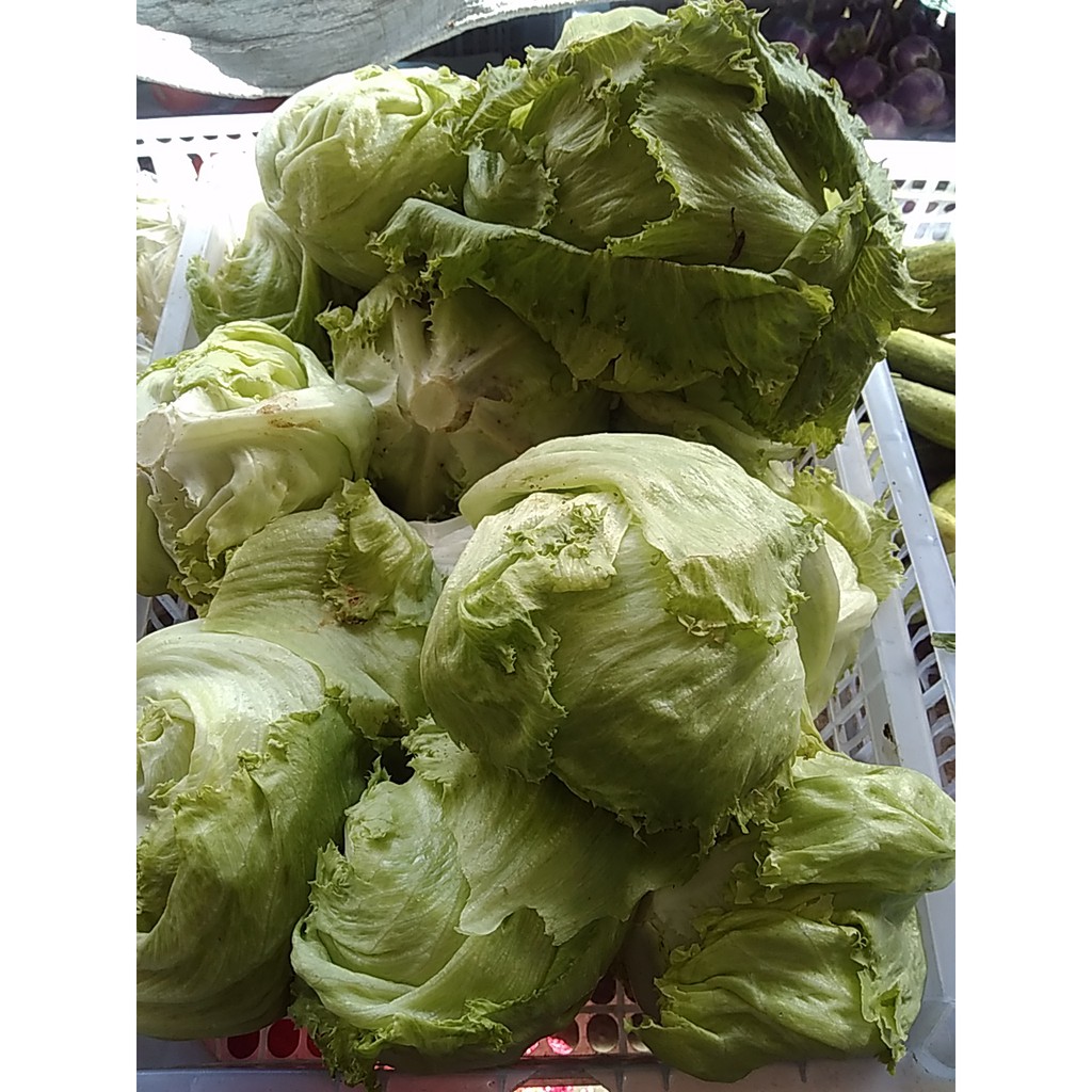 Jual LETUS / LATTUGA / LETTUCE/ HEAD LETUS / LETES Fresh segar | Shopee ...