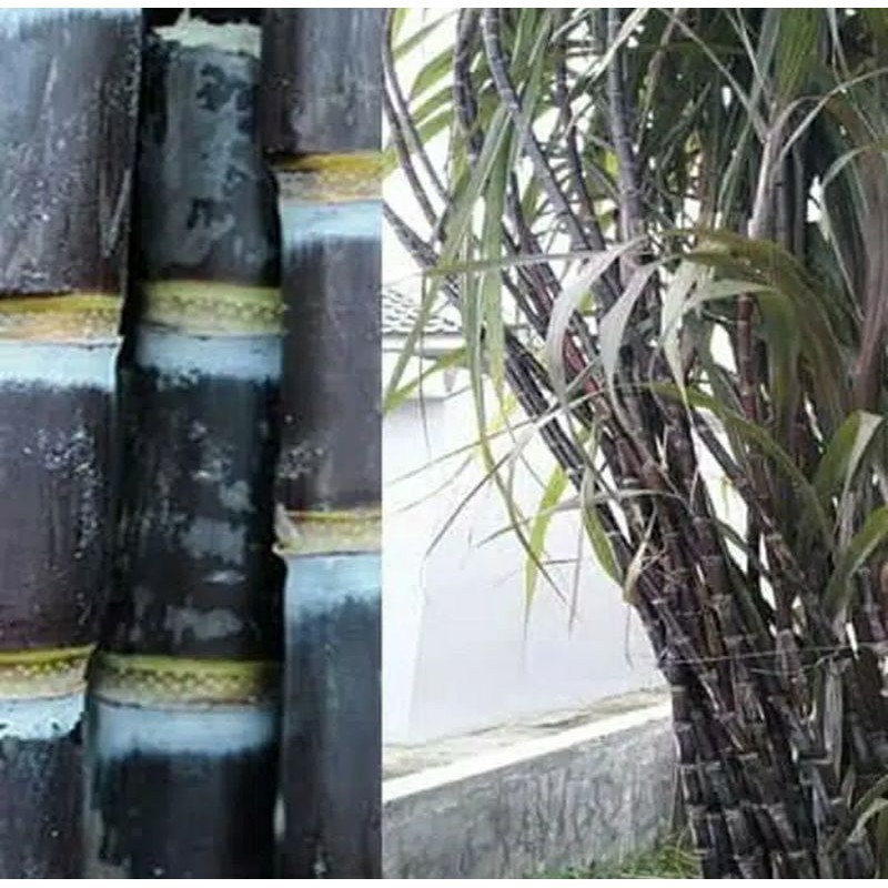 Jual BIBIT STEK TEBU WULUNG TEBU HITAM 1 KG P/25-30 CM | Shopee Indonesia