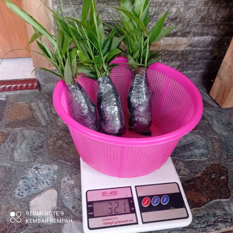 Jual Bibit jahe merah super siap tanam ( 55 batang bibit) | Shopee ...