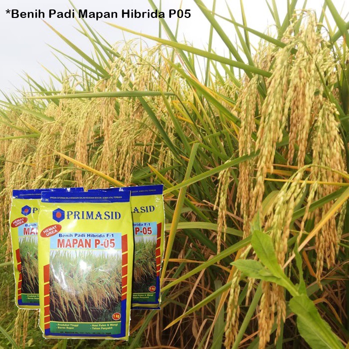 Jual Benih Padi Mapan 05 Hibrida P05 Asli | Shopee Indonesia
