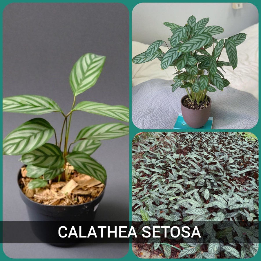 Jual Calathea Setosa Compact Star Tanaman Hias Maranta | Shopee Indonesia