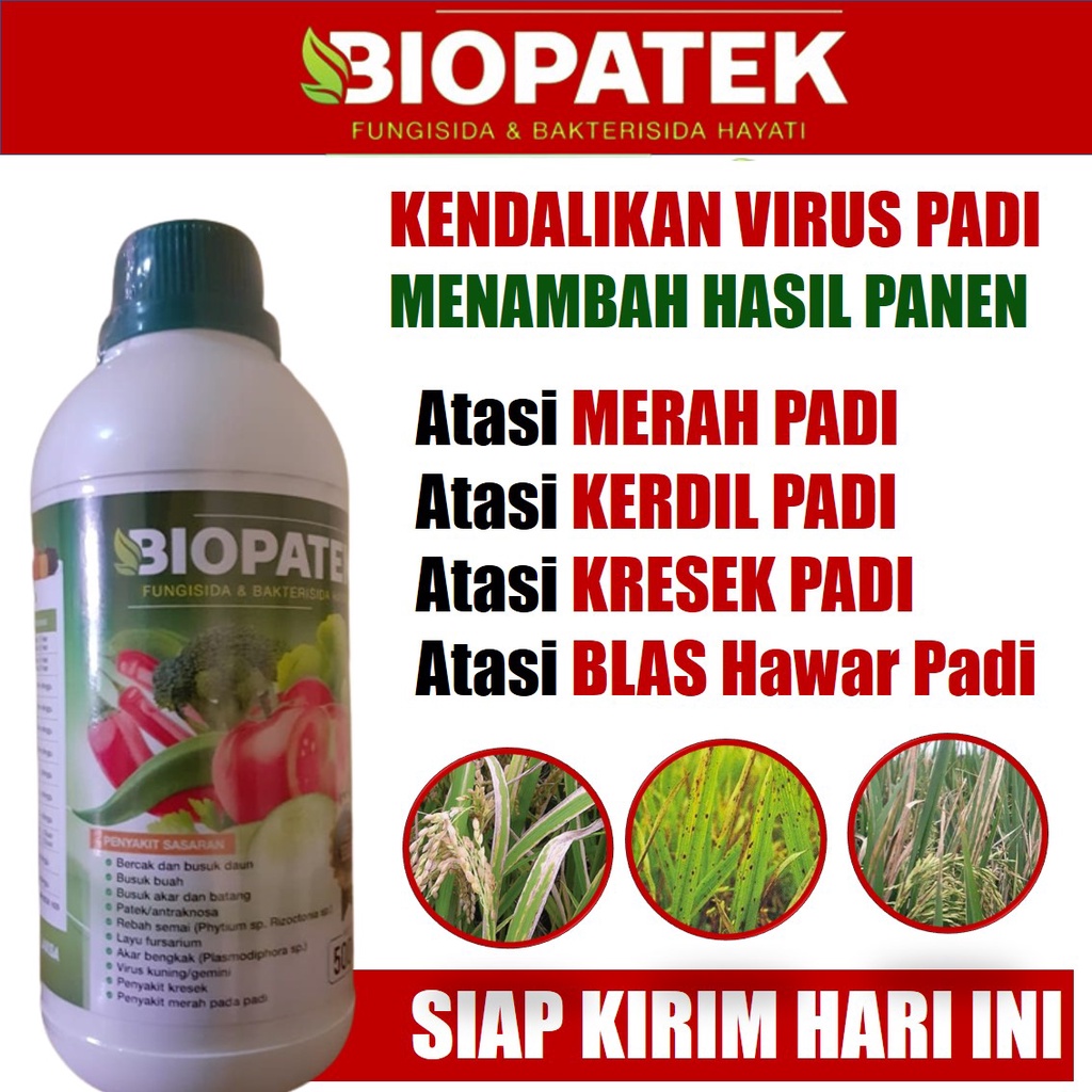 Jual OBAT HAMA PENYAKIT BULIR PADI, KRESEK PADI, BUSUK TANAMAN PADI ...