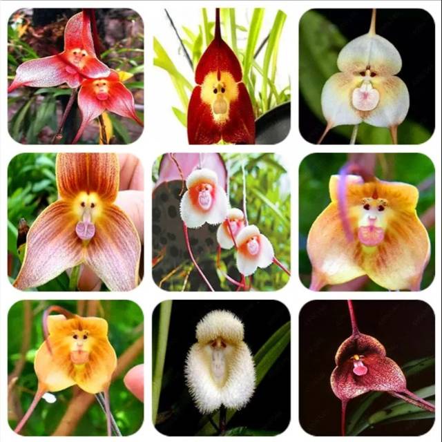 Jual Victory Seed Bibit Benih Bunga Anggrek Monyet Mix (Isi 1 Biji ...