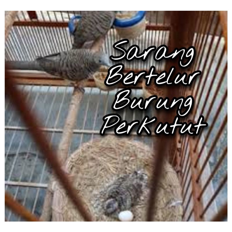 Jual Sarang Bertelur Burung Perkutut dari Serat Kelapa | Shopee Indonesia