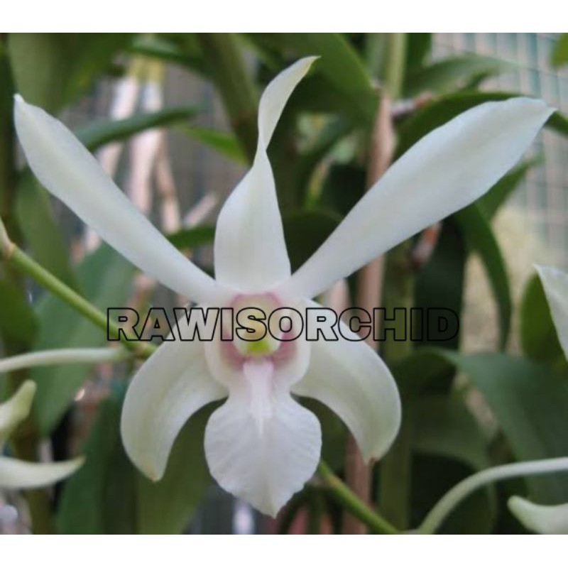 Jual ANGGREK DENDROBIUM CAESAR WHITE | Shopee Indonesia