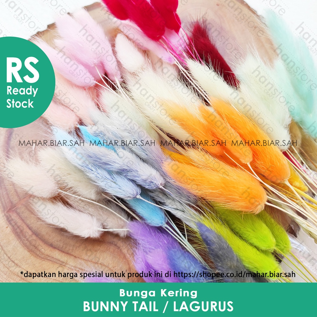 Jual RS 5 Tangkai Bunny Tail / Lagurus / Bunga Kering / Dried Flowers ...