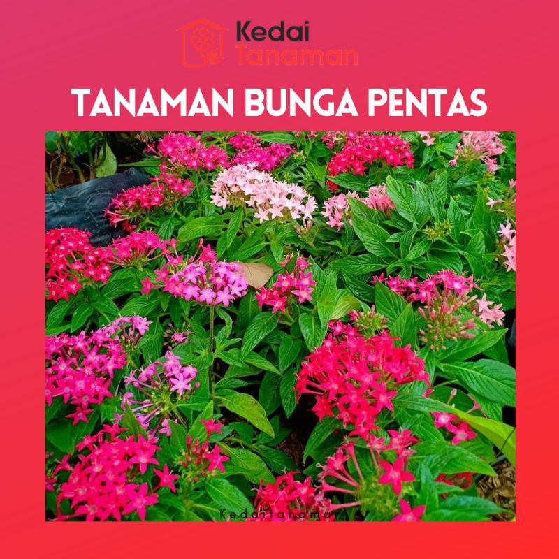 Jual Tanaman Hidup Bunga PENTAS - Bunga Hias Pentas Lanceolata | Shopee ...