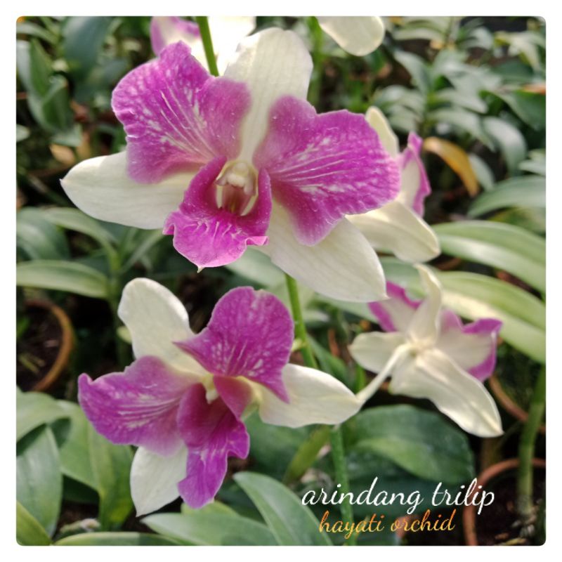 Jual Anggrek Dendrobium Arindang Trilip | Shopee Indonesia