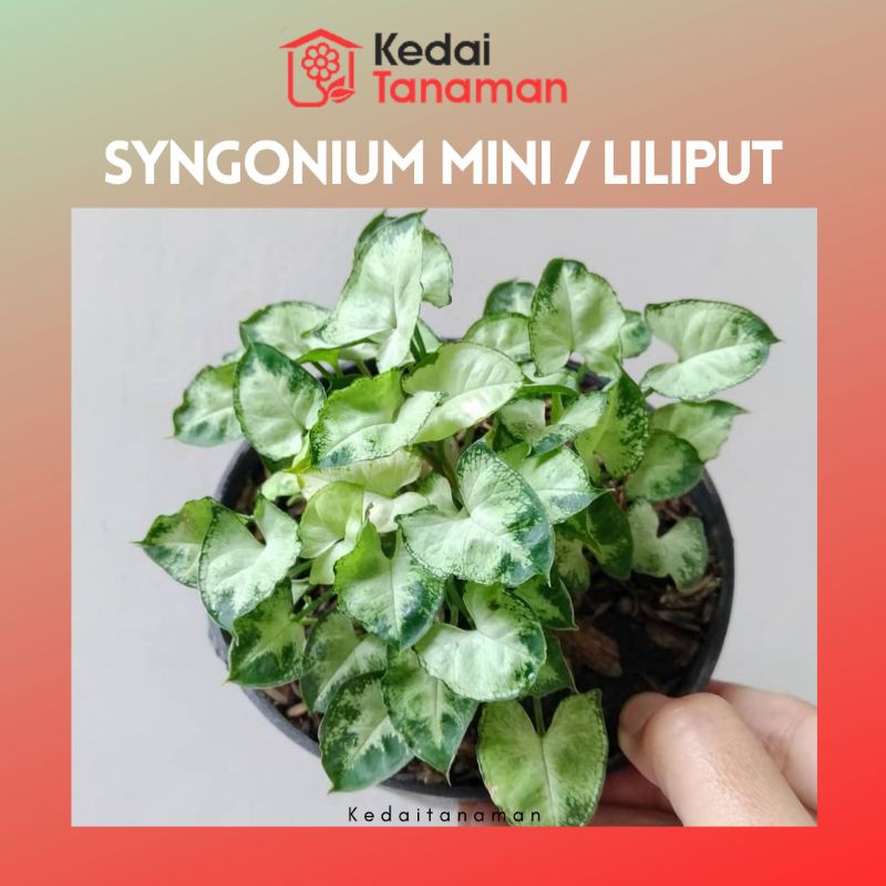 Jual Tanaman Hidup Bunga Hias Daun Syngonium Mini | Shopee Indonesia