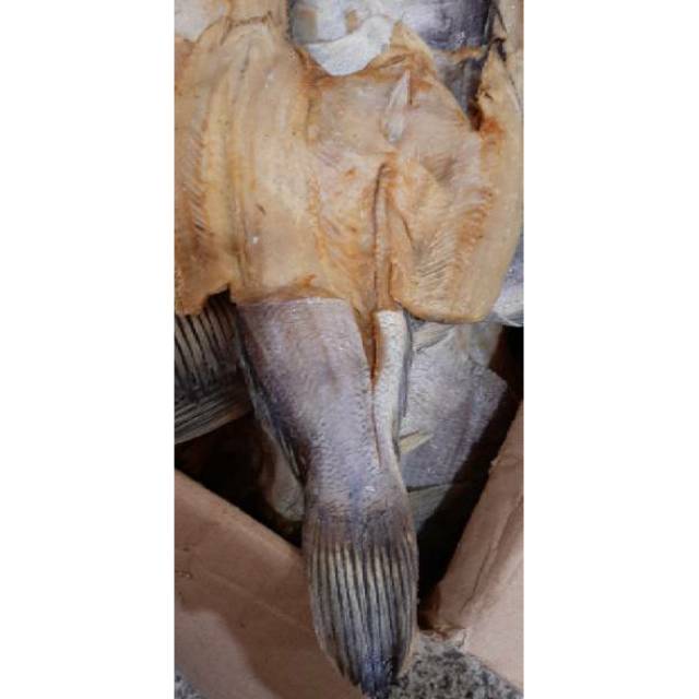 Jual Ikan Gabus Per Kg Terlengkap & Harga Terbaru Mei 2026 | Shopee ...