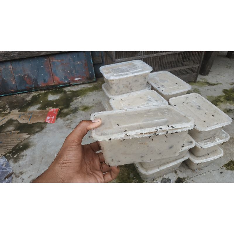 Jual RESIN ATAU GETAH PINUS MENTAH CAIR UNTUK PERAWATAN LEBAH KLANCENG ...