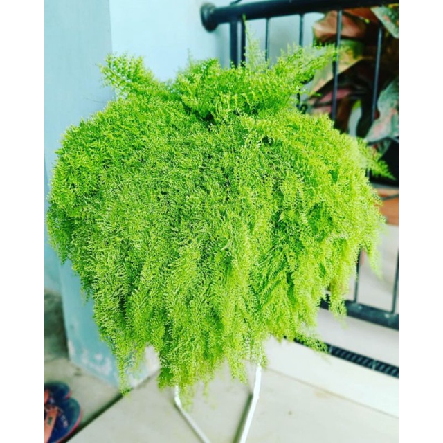 Jual Tanaman hias pakis embun - tanaman pakis sudah rimbun | Shopee ...