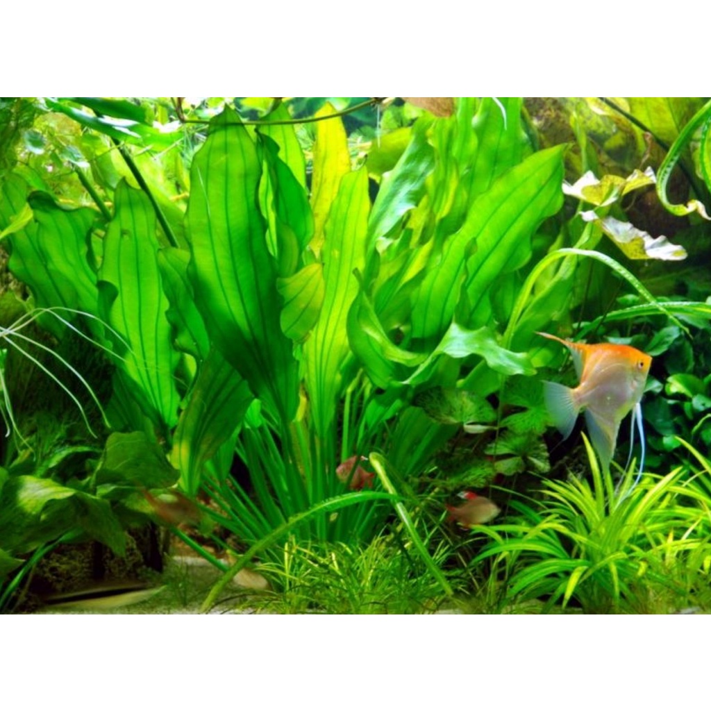 Jual Echinodorus major martii - tanaman aquascape tanpa co2 | Shopee ...