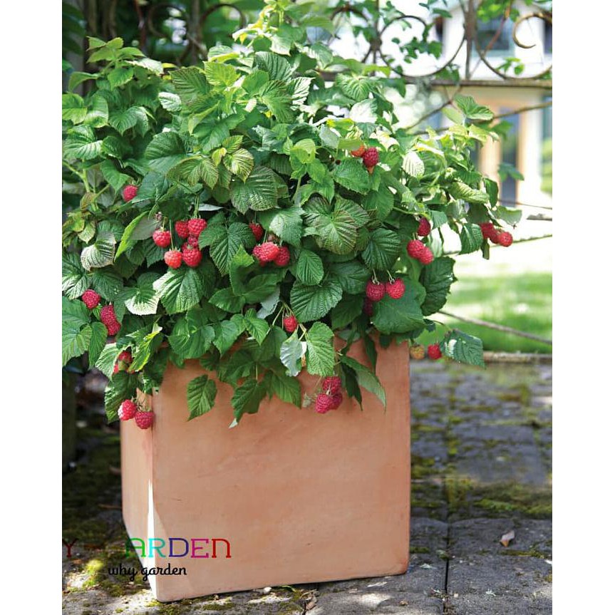 Jual Red Raspberry / Bibit Tanaman Hidup Pohon Buah Berry Dm+ | Shopee ...