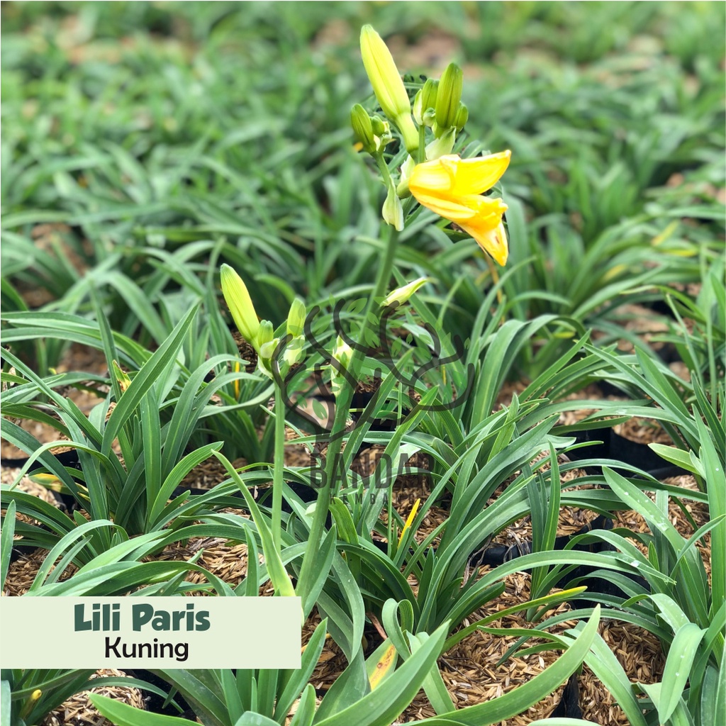 Jual Tanaman Hias Lili Paris Kuning Termurah Tanaman Berbunga Bunga ...