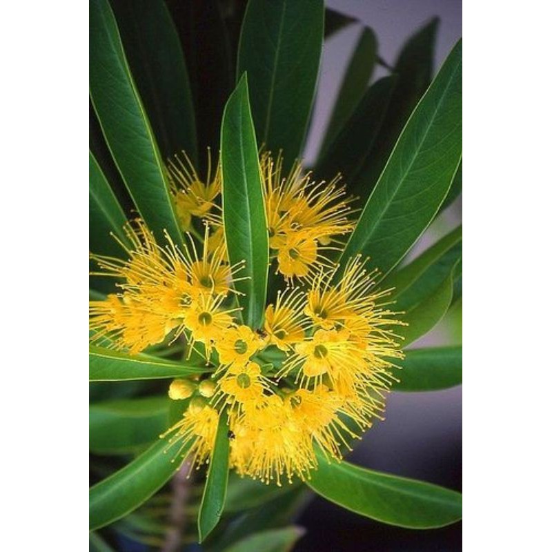 Jual Tanaman hias bunga Santhostemon (xanthostemon chrysanthus ...