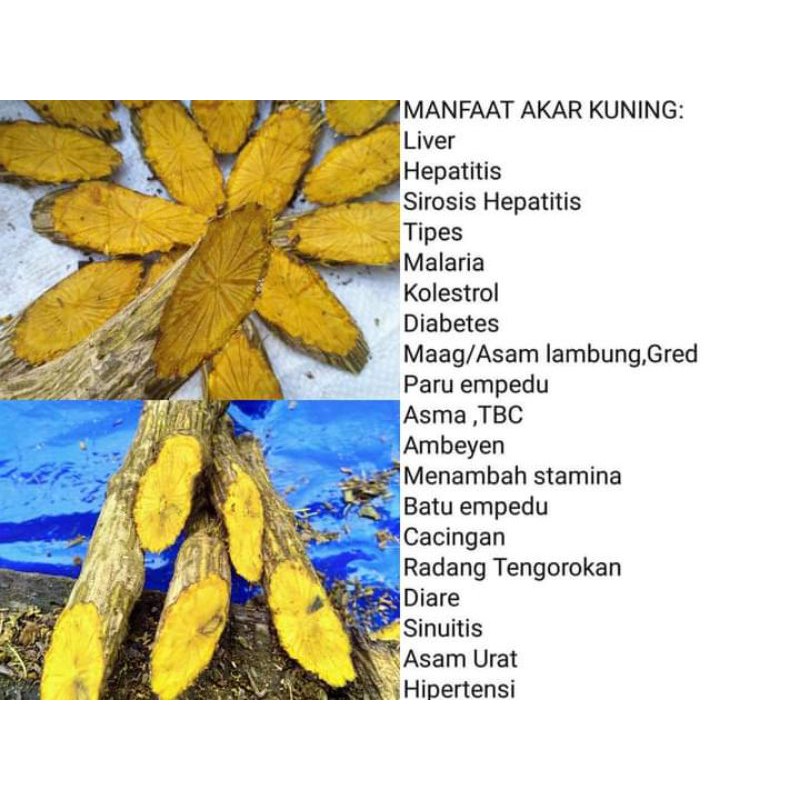 Jual Bajakah Akar Kuning 1KG | Shopee Indonesia