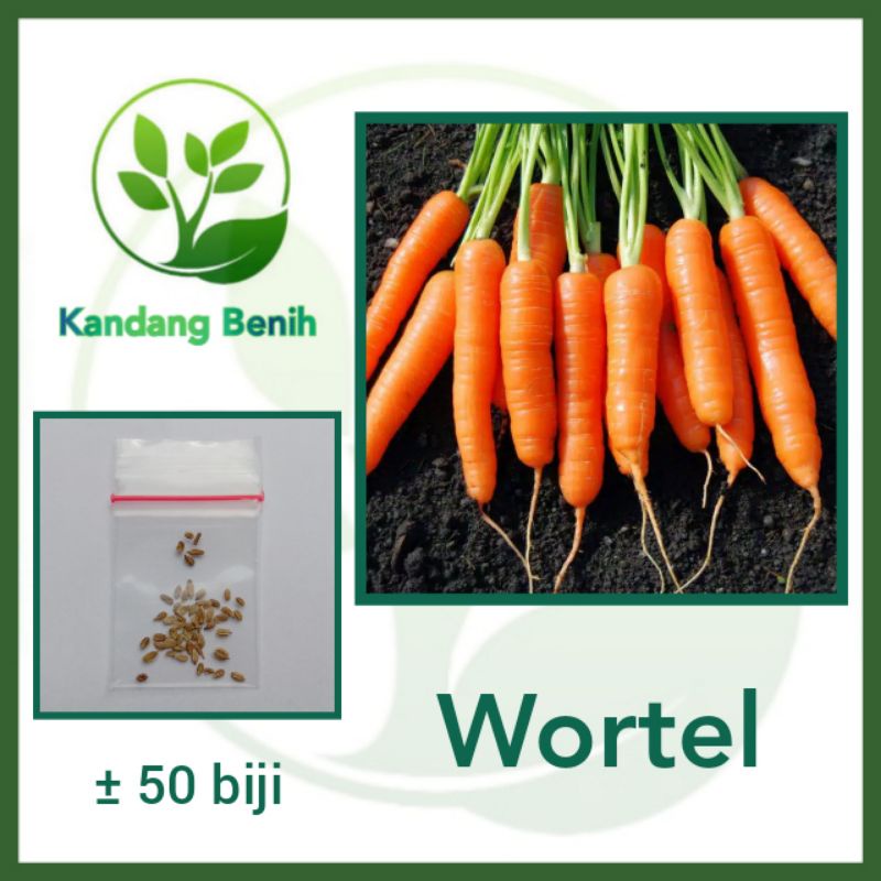 Jual 100 Biji - Benih Wortel Kuroda Ew Select - Bibit Tanaman Sayur ...