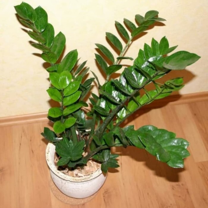 Jual Pohon Dolar Zamia - Tanaman Hias Indoor Zamia Dollar - Dolar zamia ...