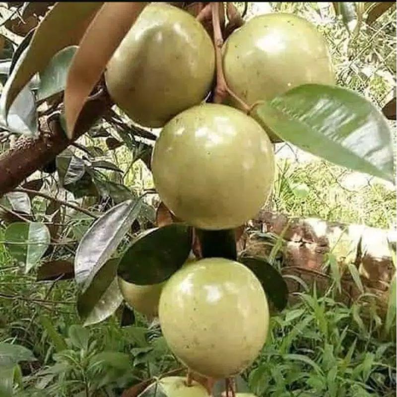 Jual bibit buah kenitu sawo durian manecu . manila . apel sawo susu ...