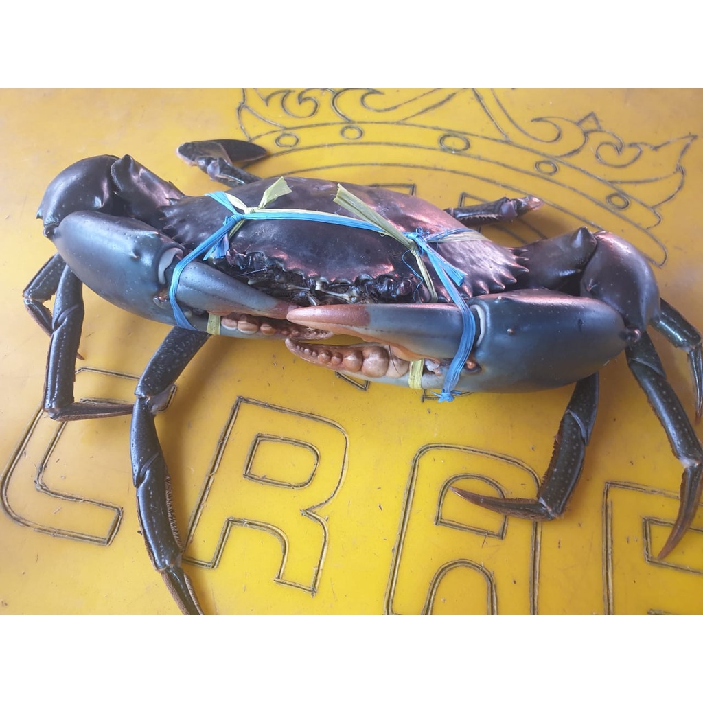 Jual Kepiting Bakau Frozen Fresh Premium (isi 2-4 ekor) 1 Kg | Shopee ...