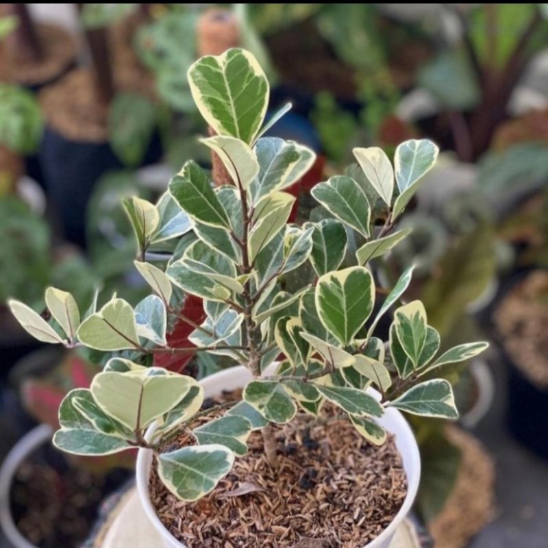 Jual Bibit tanaman hias ficus triangularis variegata | Shopee Indonesia