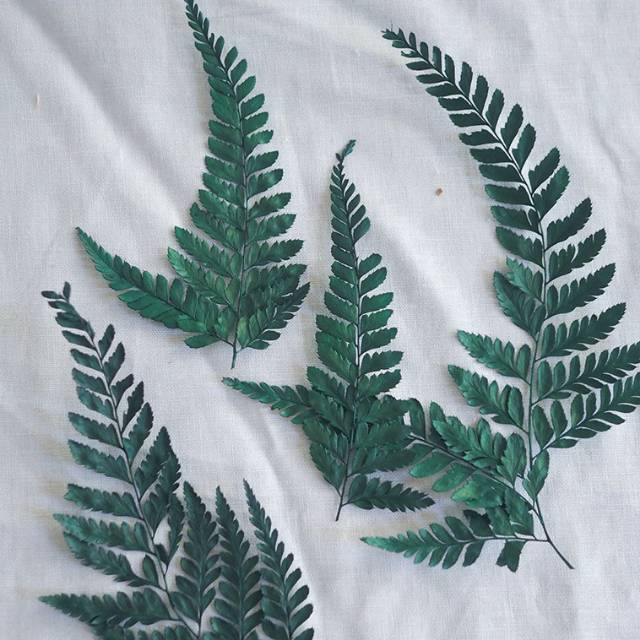 Jual Daun paku/daun pakis/daunmahar/isi 15pcs | Shopee Indonesia