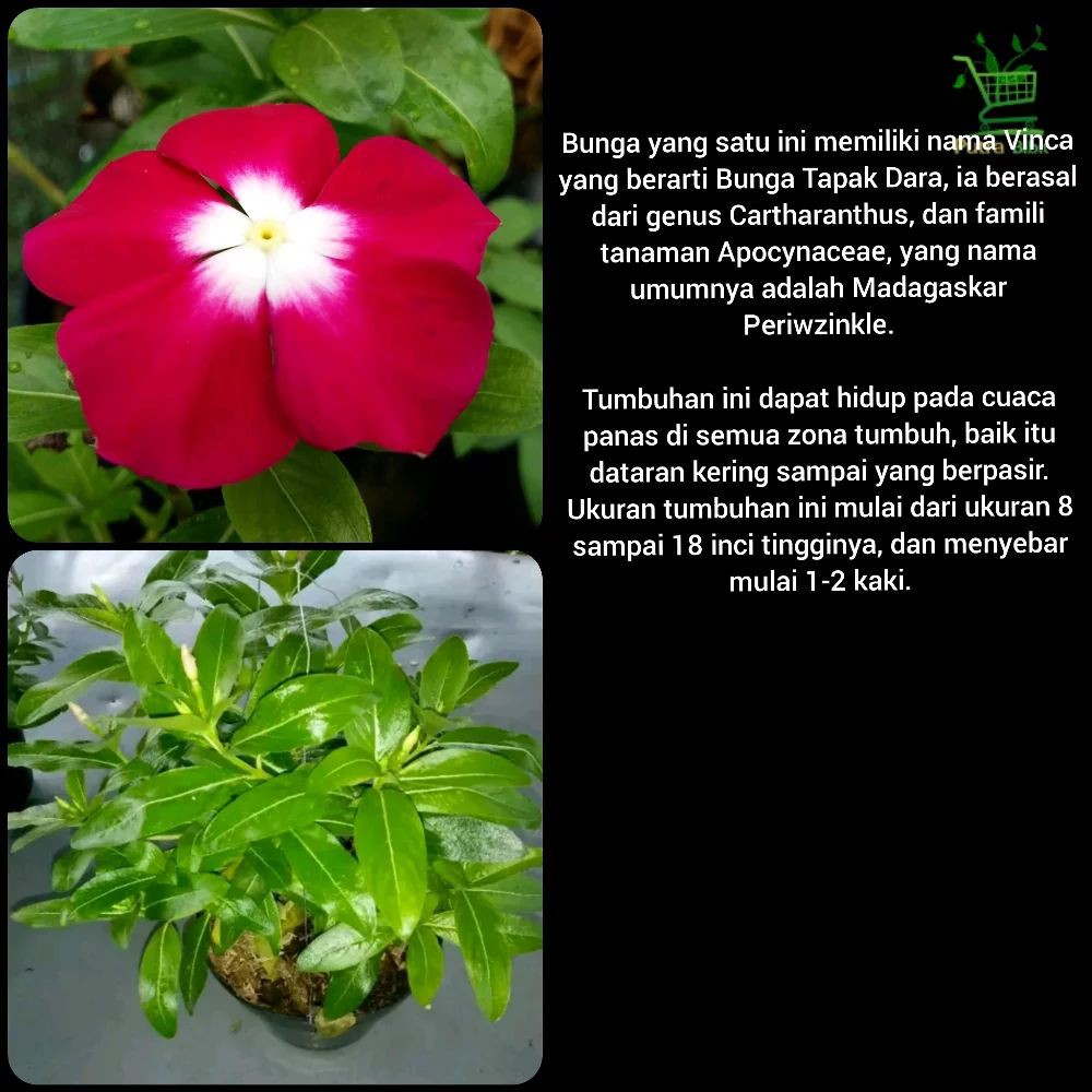 Jual Tanaman Hias Bunga Vinca Merah Putih - Bibit Pohon Tapak Dara ...