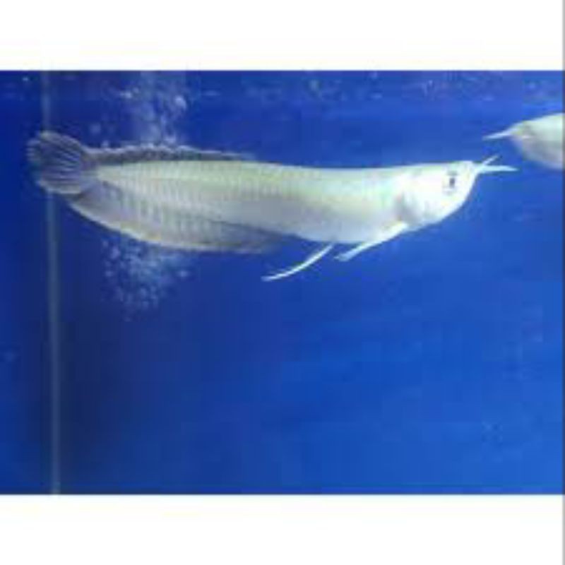 Jual ikan arwana silver red ukuran sedang | Shopee Indonesia