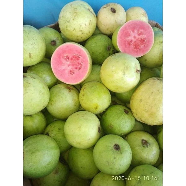 Jual Buah jambu biji merah fresh | Shopee Indonesia