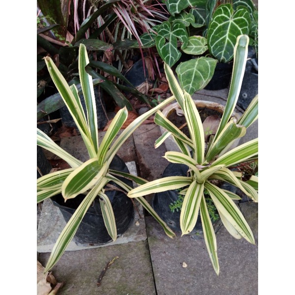 Jual Bromelia kuning/bromelia jagung | Shopee Indonesia