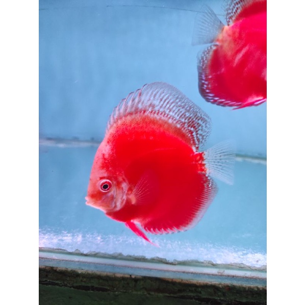 Jual Discus Red Valentine 3 inch | Shopee Indonesia