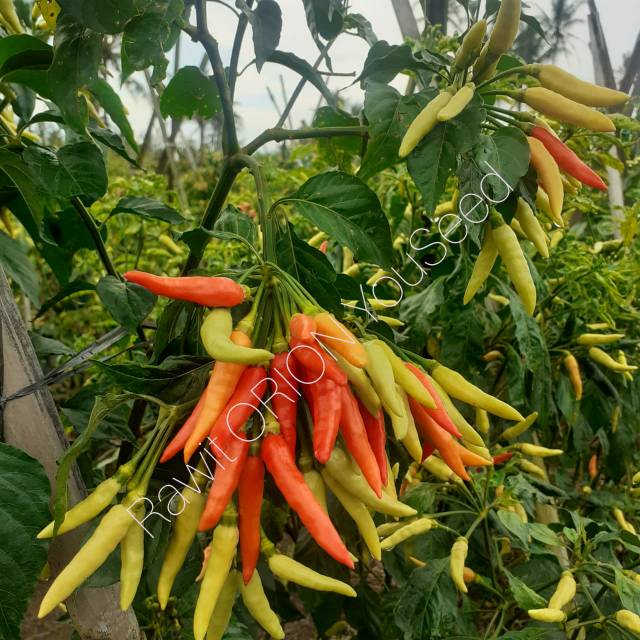 Jual 100 biji benih cabe Rawit buah bergerombol (bisa COD) | Shopee ...