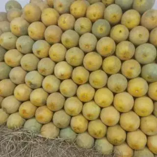 Jual Melon 1 Kg Terlengkap & Harga Terbaru Mei 2024 | Shopee Indonesia