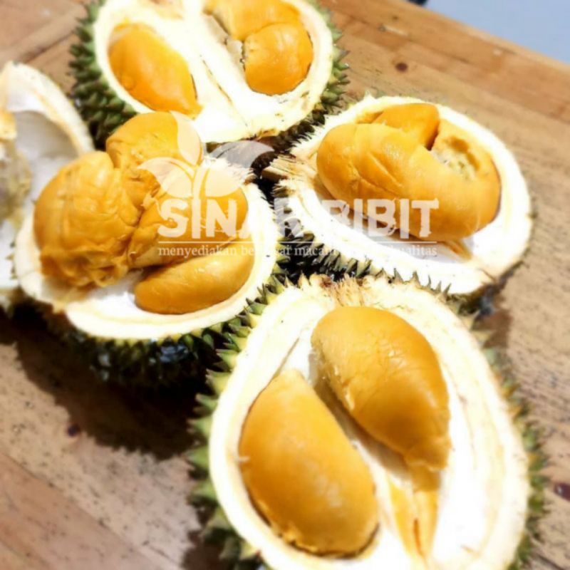 Jual bibit durian ochee kaki 3 (duri hitam) | Shopee Indonesia