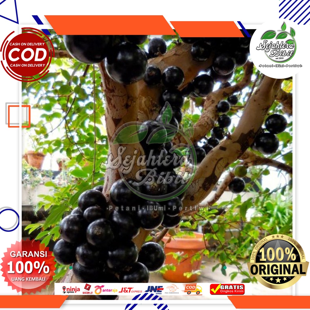 Jual anggur pohon (precco brazil) | Shopee Indonesia