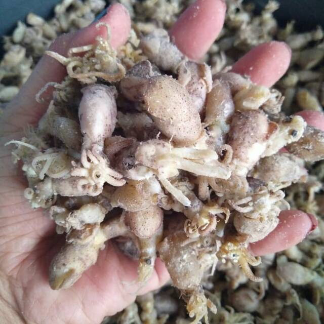 Jual Baby cumi telor 1kg | Shopee Indonesia