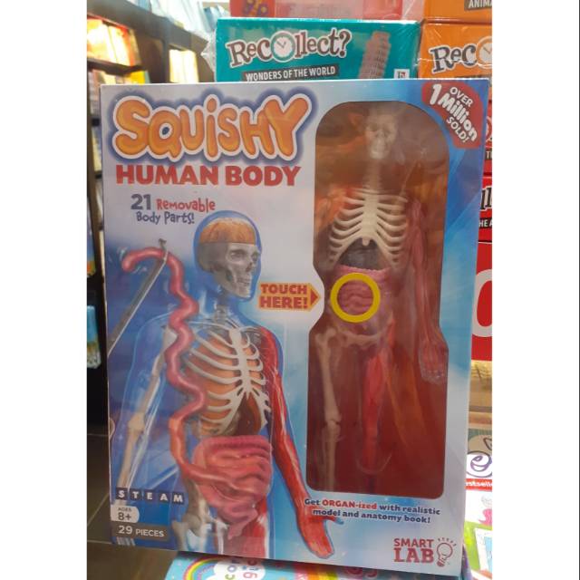 Jual Human body squishy edukasi anak ukuran kerangka 32cm | Shopee ...