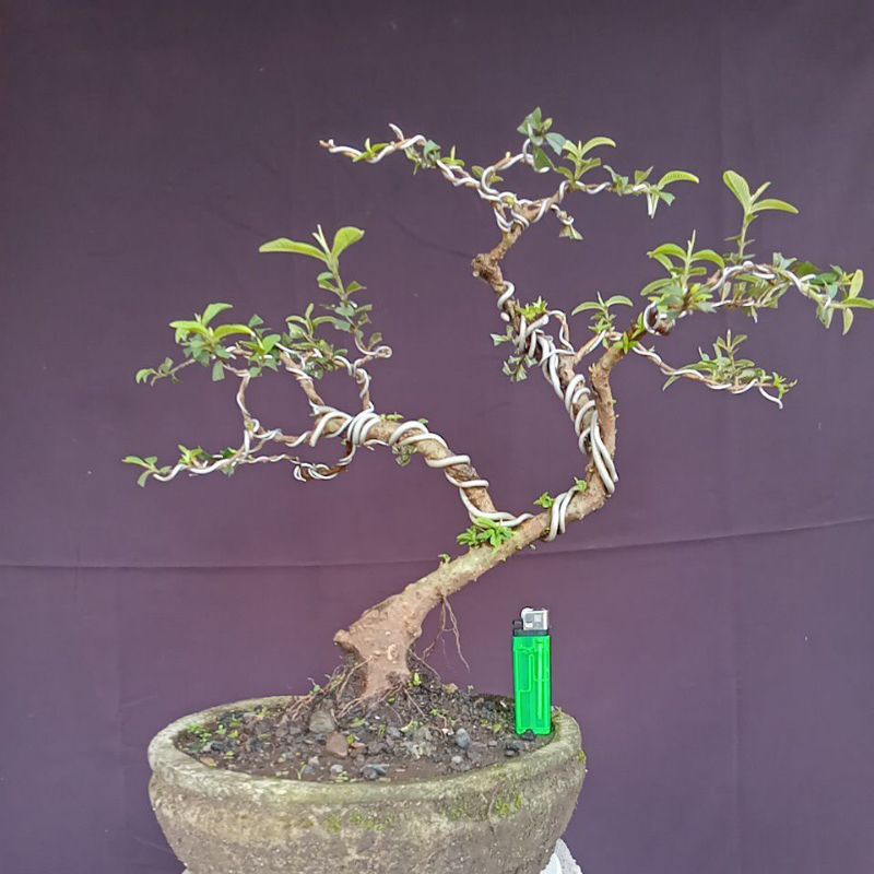 Jual bonsai pohon jambu biji | Shopee Indonesia