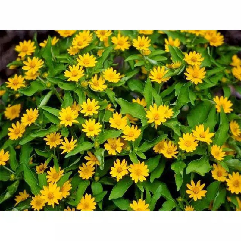 Jual Benih Bunga Mini Sun Flowers (Sunflower / Bunga Matahari Kecil ...