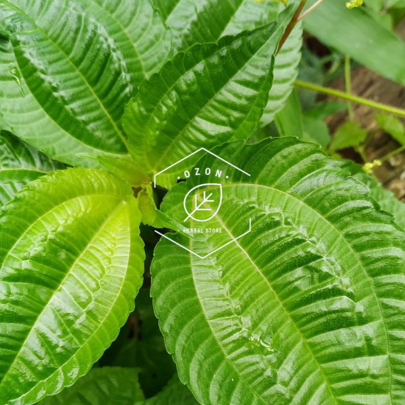 Jual Daun Poh Pohan Lalapan Sunda Segar 250gram | Shopee Indonesia