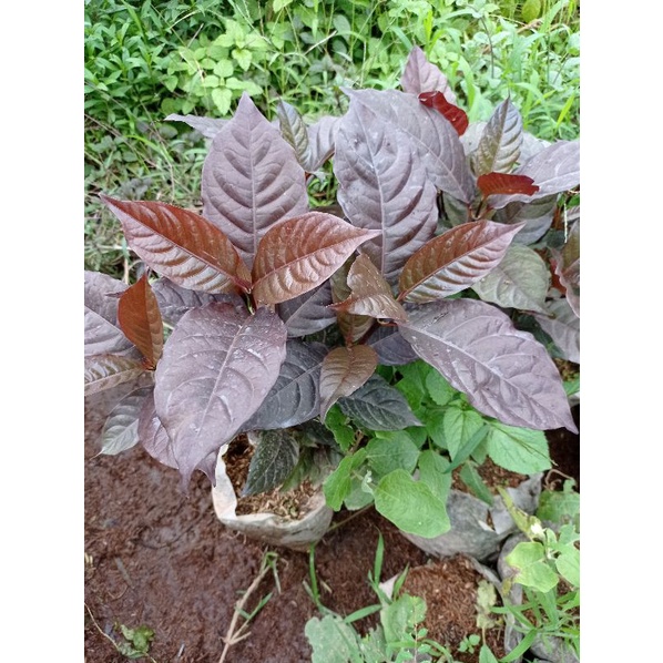 Jual Tanaman Herbal Obat Wasir | Daun Ungu | Handeleum | Shopee Indonesia