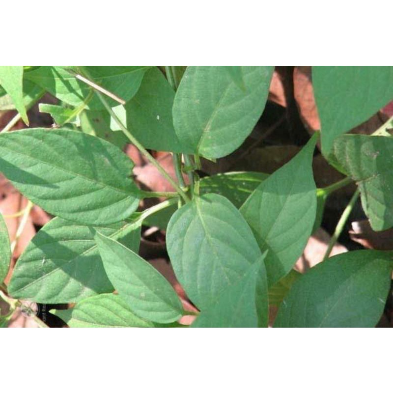 Jual Tanaman Herbal Simbukan/Daun Kentut Fresh Cutting | Shopee Indonesia