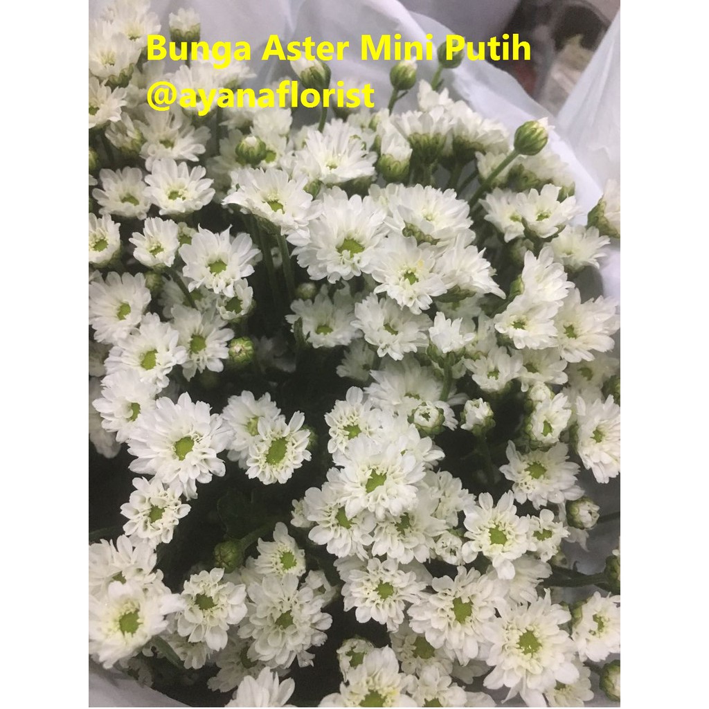 Jual Bunga Baby Aster Mini Asli Fresh Segar dijual per 10 tangkai ...