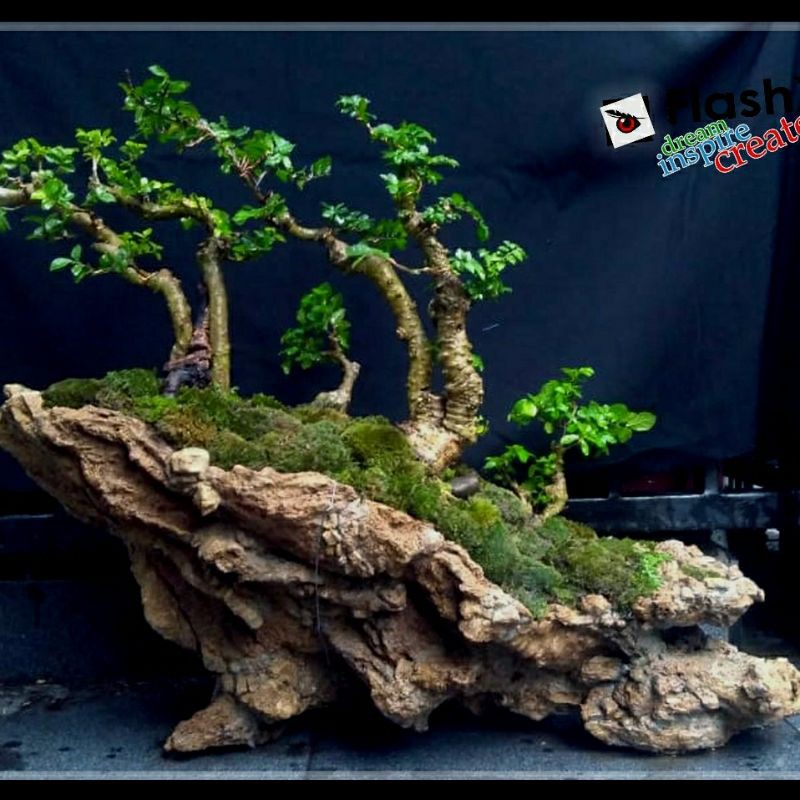 Jual serut penjing | Shopee Indonesia