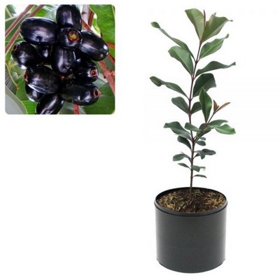 Jual BIBIT TANAMAN JUWET / JAMBLANG HITAM | Shopee Indonesia