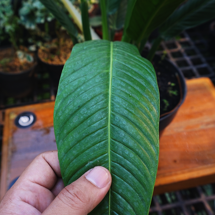 Jual Philodendron Campii 'Lynette' - Tanaman hias philo / Indoor Plant ...