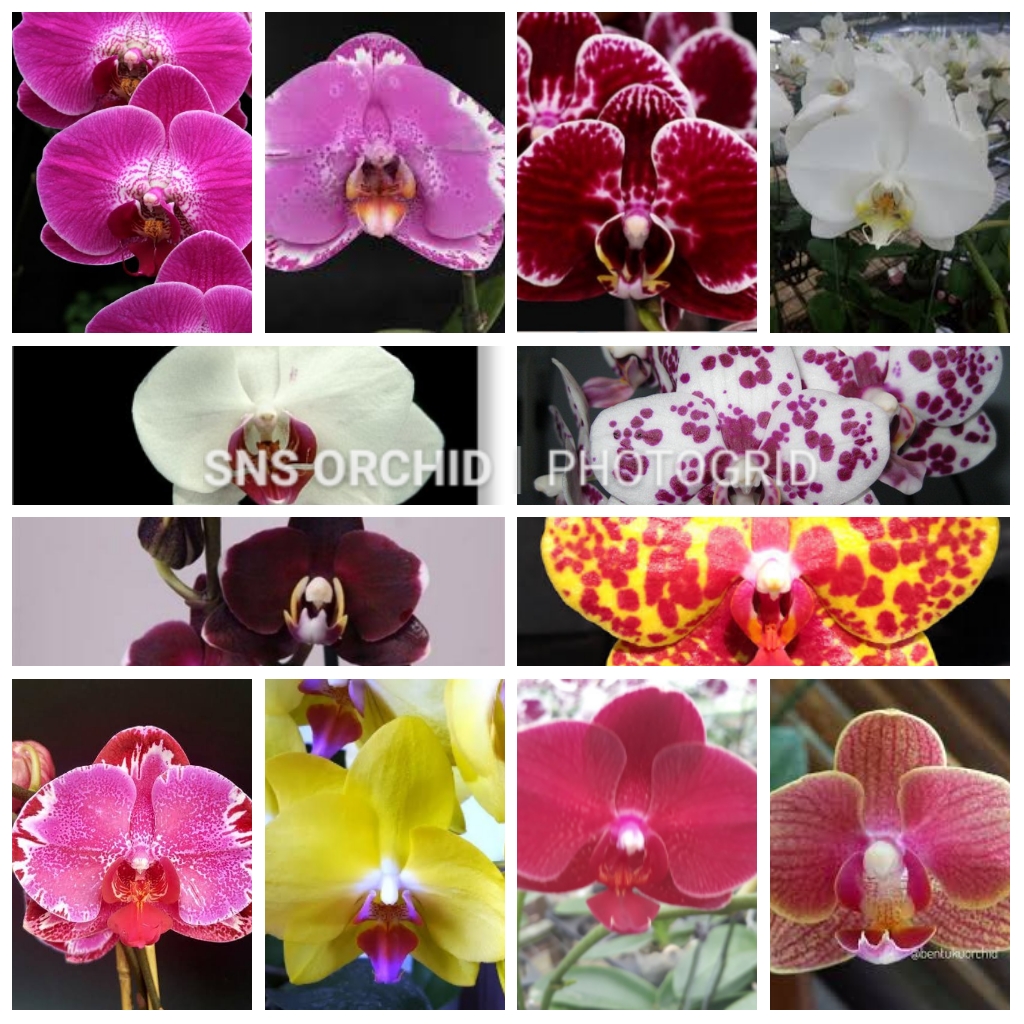 Jual Benih bibit seedling anggrek dendrobium taiwan phalaenopsis hybrid ...